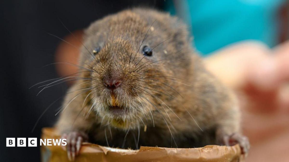 Water voles released into River Fowey in Cornwall - BBC News