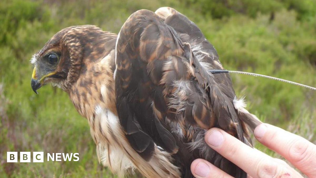 Bowland: Disappearance of rare hen harrier bird suspicious - RSPB - BBC ...