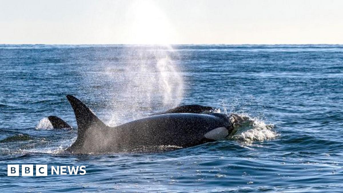 Yacht sinks after being rammed by orcas in Strait of Gibraltar - BBC News