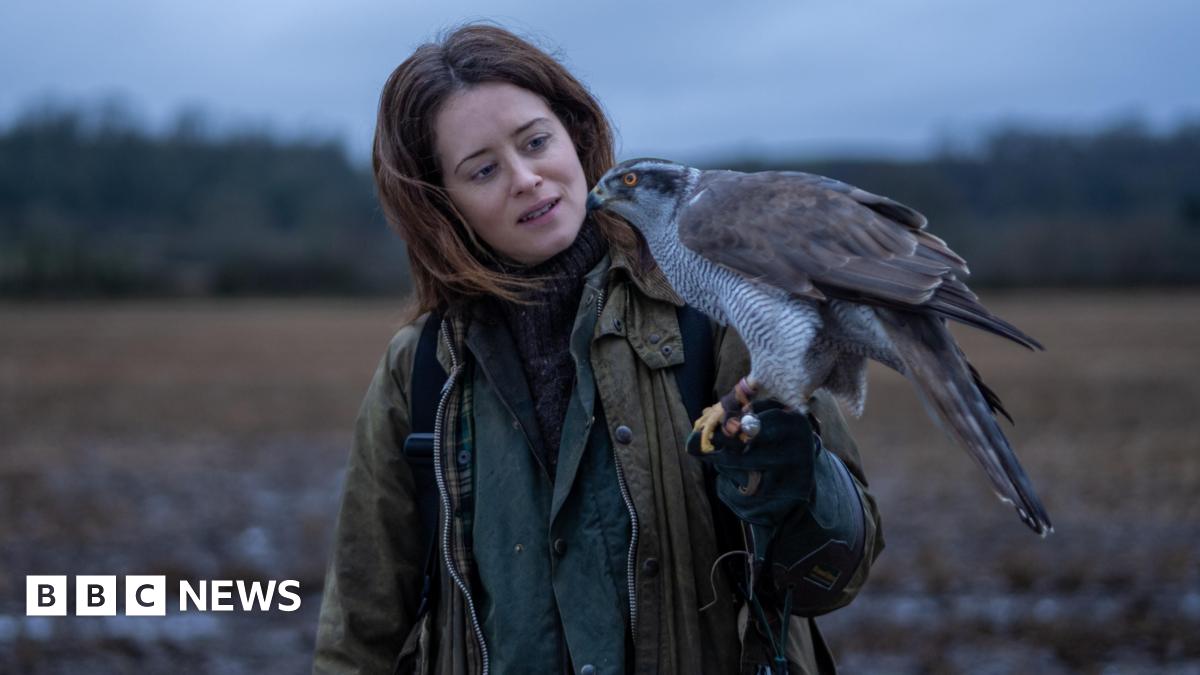 H is for Hawk: The 'secretive' Goshawks starring in Hollywood film ...