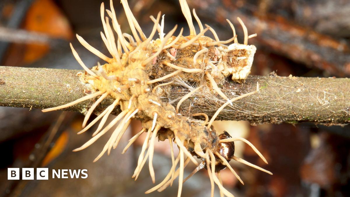 The Last of Us: Could a fungal pandemic turn us all into zombies? - BBC ...