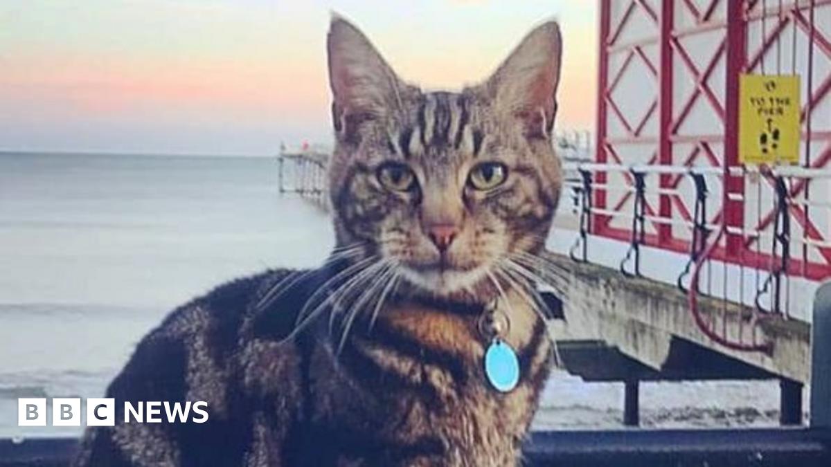 What was so special about Hendrix the coastal cat? - BBC News