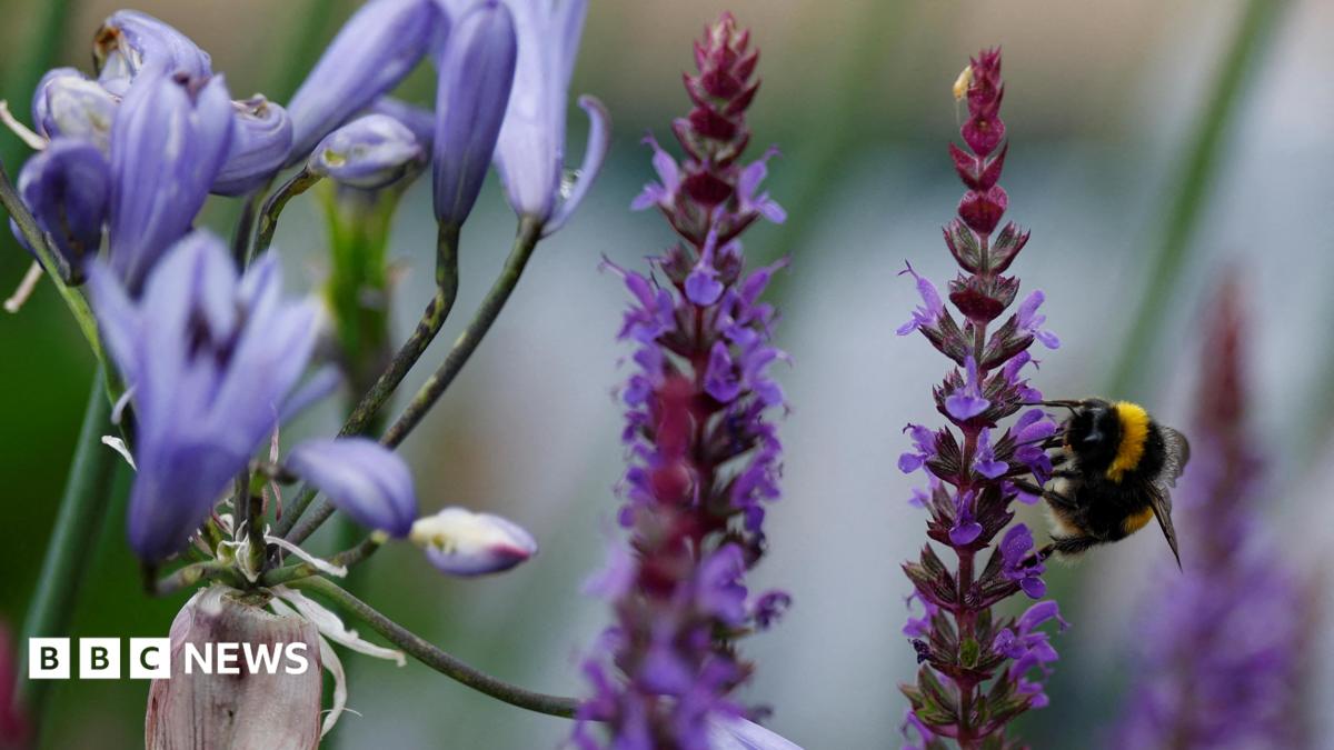 Pollinating insect count for City of London - BBC News
