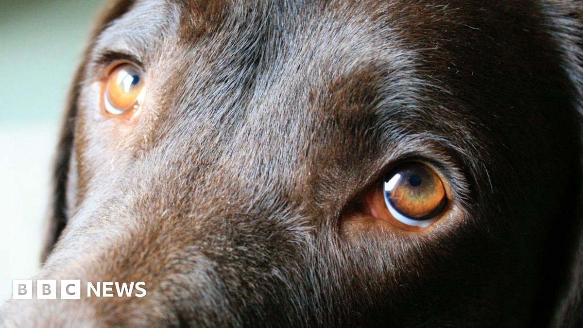 Dogs' eyes evolve to appeal to humans - BBC News