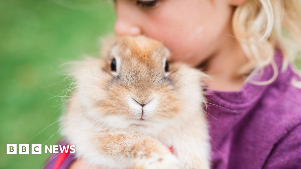 Rabbit lovers hope festival changes perceptions - BBC News