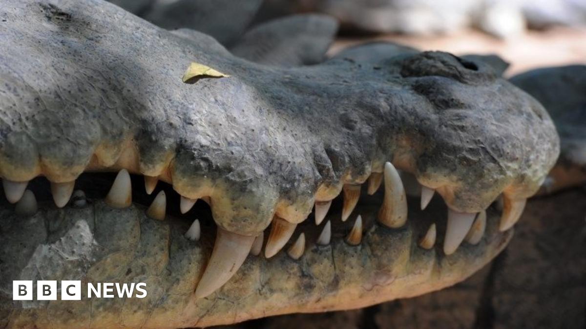 Indonesia drugs: Crocodiles 'to guard death row prisons' - BBC News