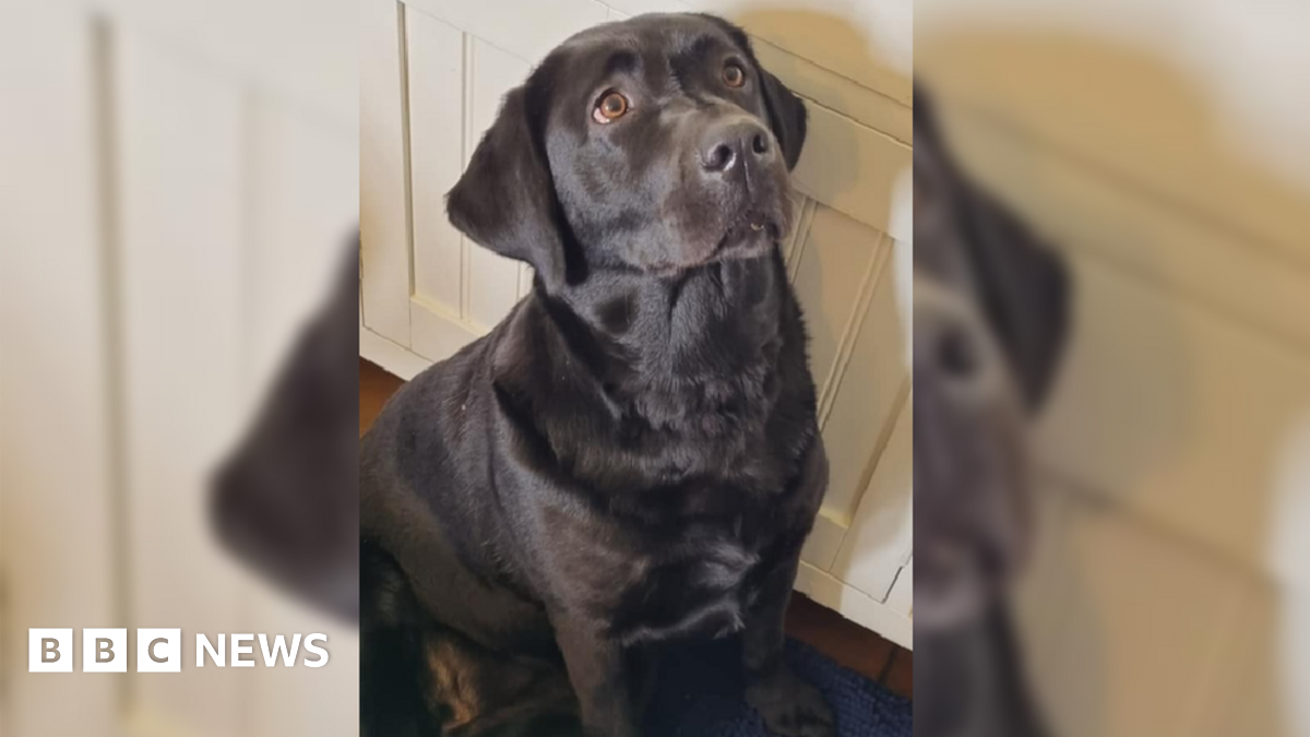 Stolen cancer support dog reunited with owner after three months - BBC News