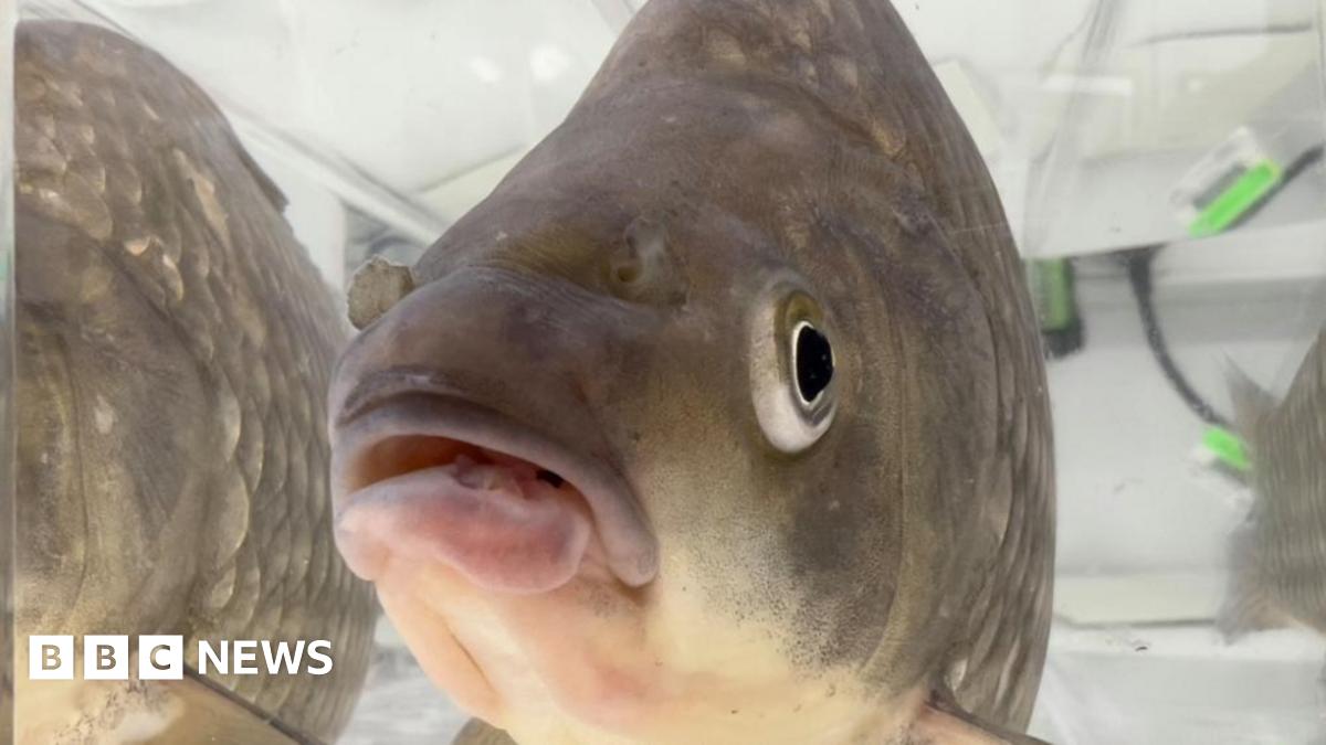 Non-native Prussian carp 'threat' to UK fish, Environment Agency warns ...