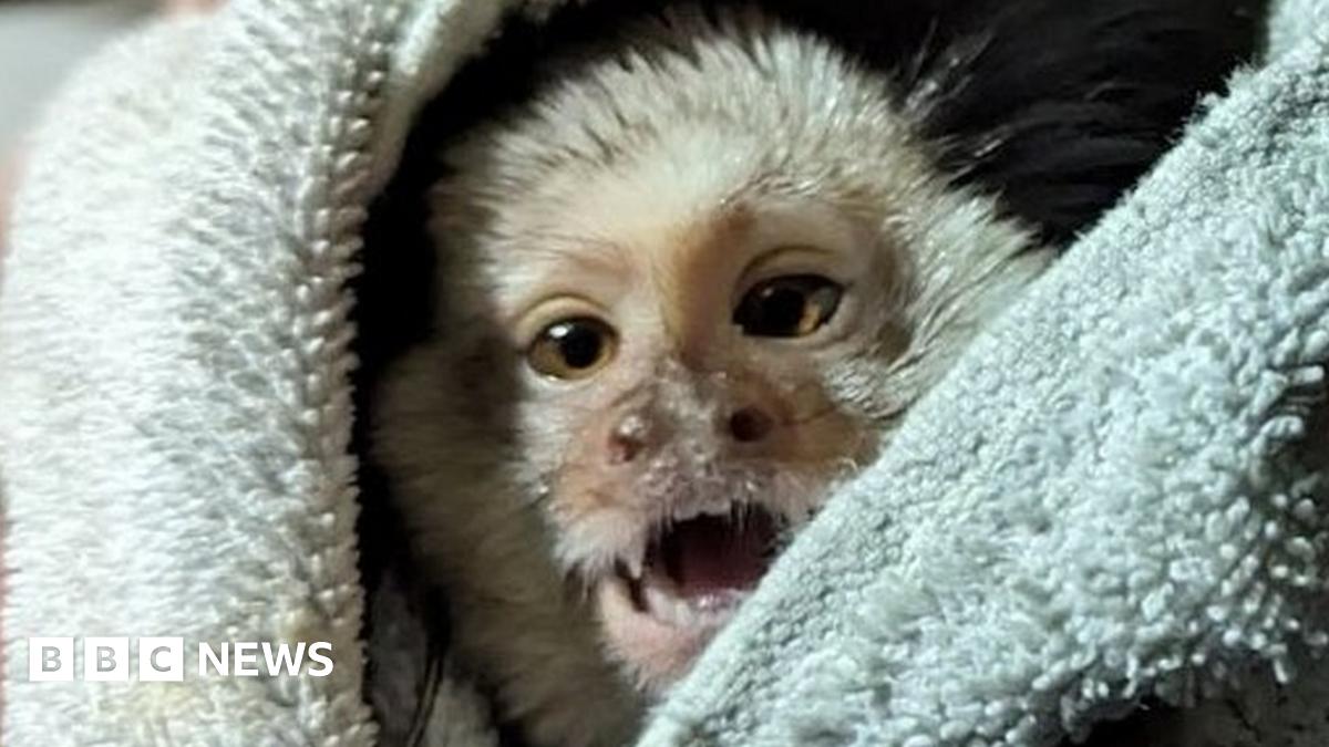 Rhondda couple given 10-year pet ban for monkey cruelty - BBC News
