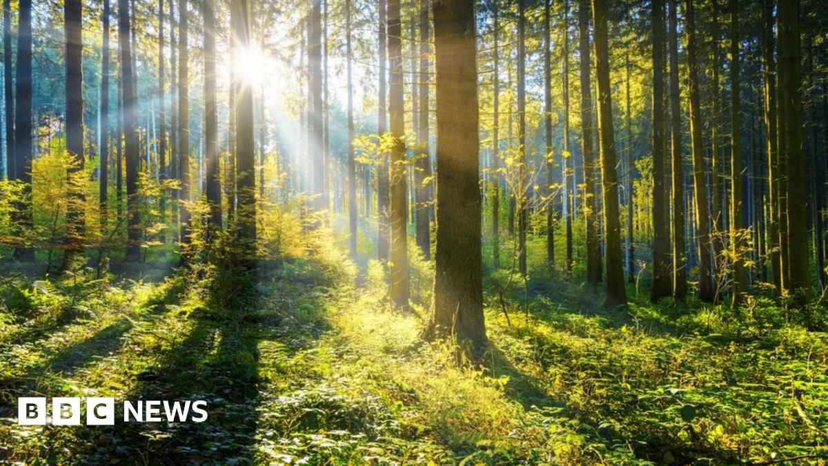 Climate change: Tree planting rise 'needs to happen quickly' - BBC News