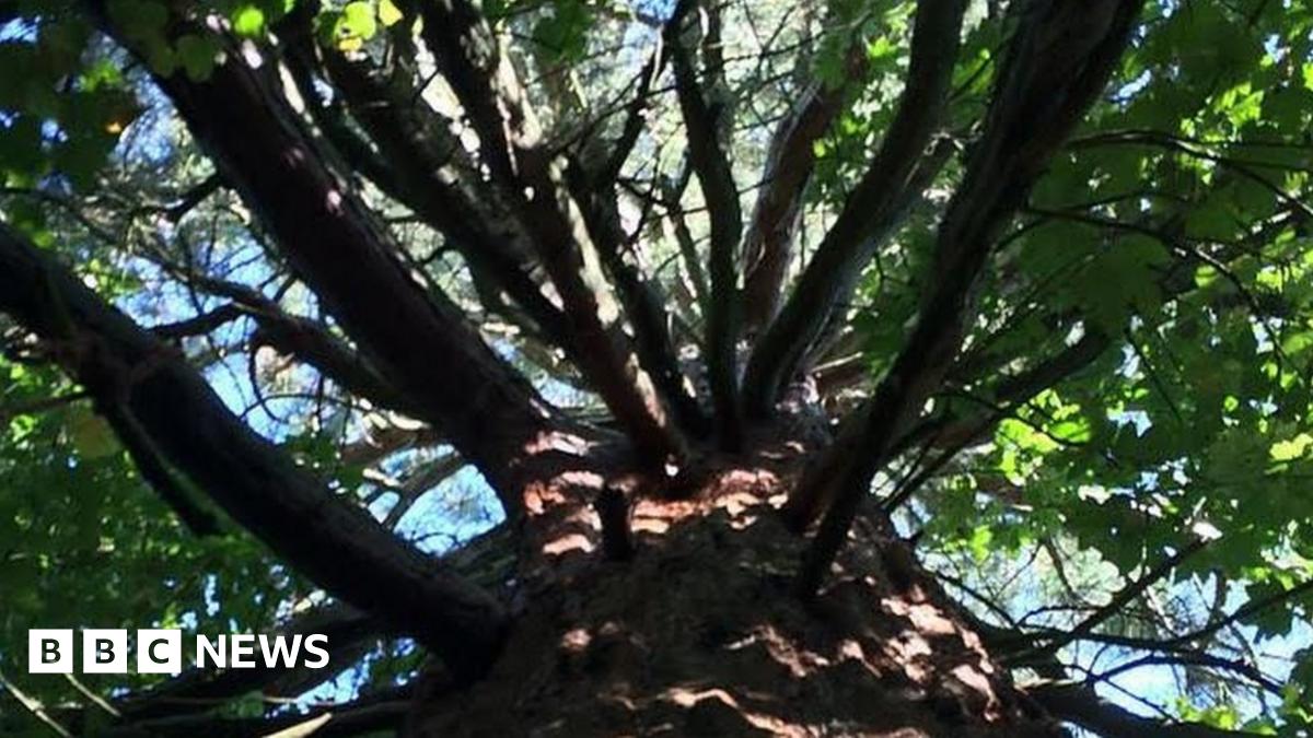 Illegal tree felling: Fiorenzo Sauro and Enzo Homes fined £300k - BBC News