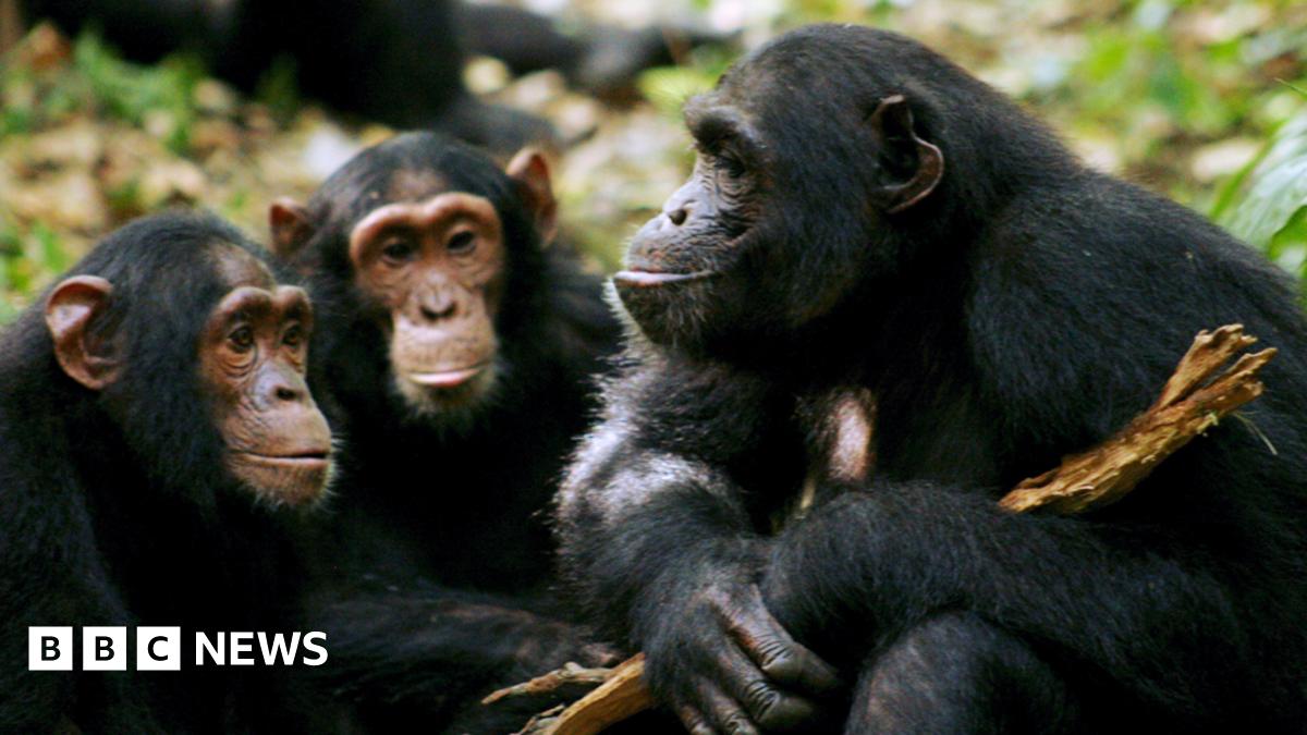 Humans and wild apes share common language - BBC News