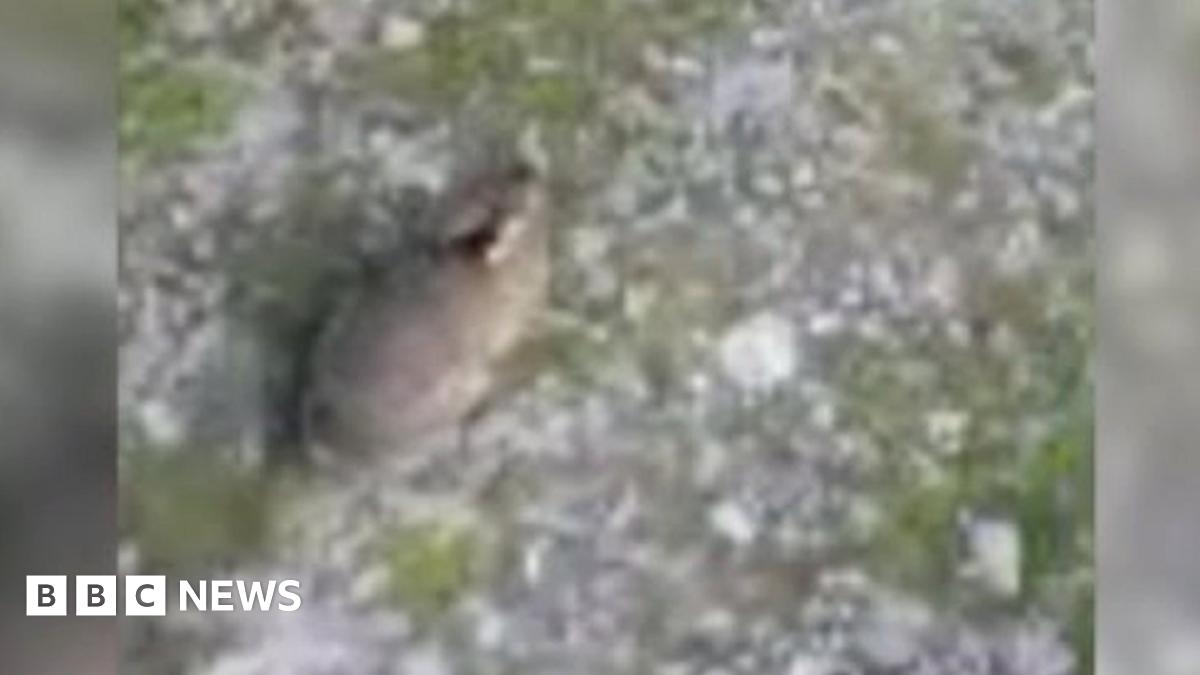 Lincolnshire man filmed himself kicking rabbit across field - BBC News
