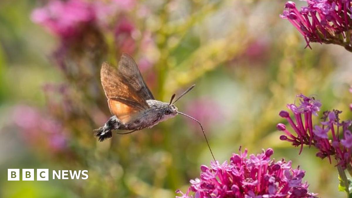 Manx Wildlife Week: Wild spaces work showcased in 'little vignettes ...