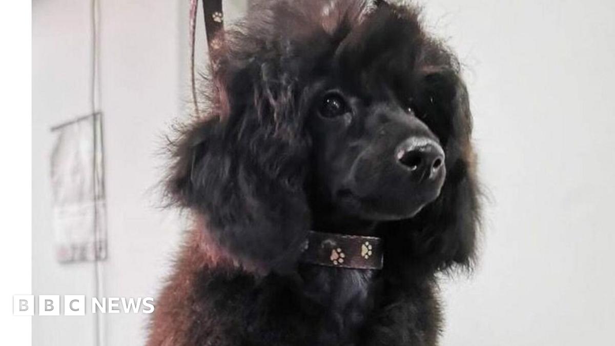 Pandemic puppy boom illegal practices persist, say vets - BBC News