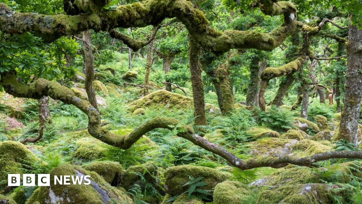 Devon tree planting: Work to recreate lost rainforest - BBC News