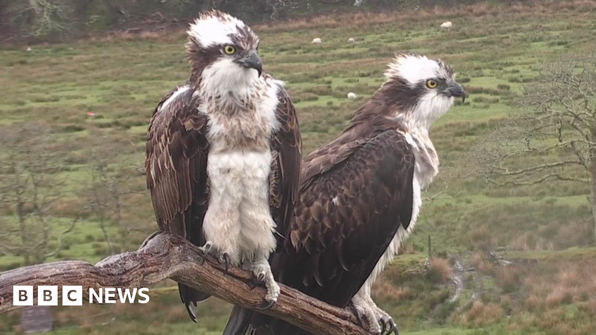 Glaslyn osprey finds new lovebird and set to become dad again - BBC News