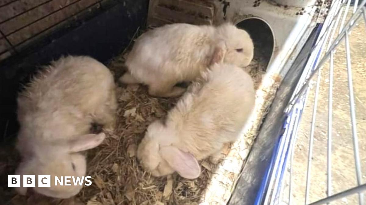 Easter warning after more than 160 rabbits rescued from one garage ...