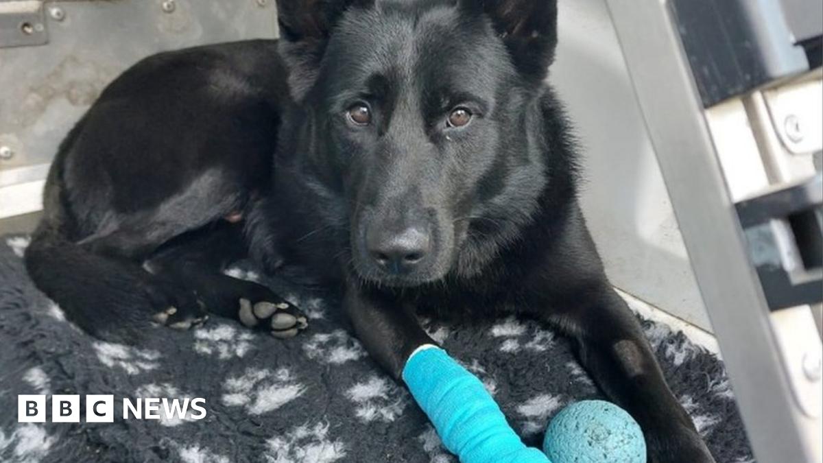 Police dog injured by discarded machete in Leicester - BBC News