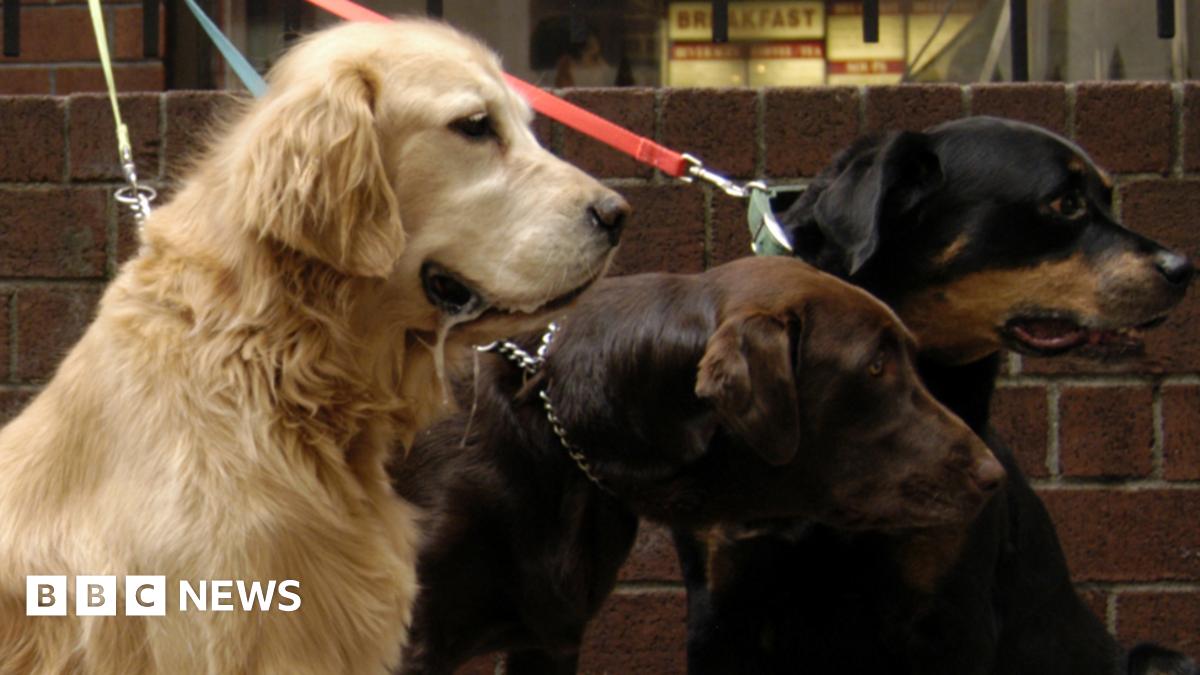 Manx public asked about electric cat and dog collar ban - BBC News