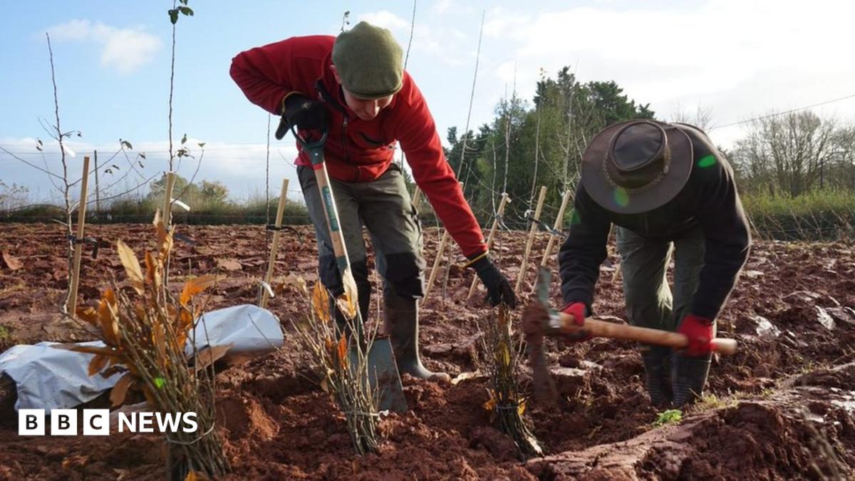 Killerton Estate completes green recovery project - BBC News