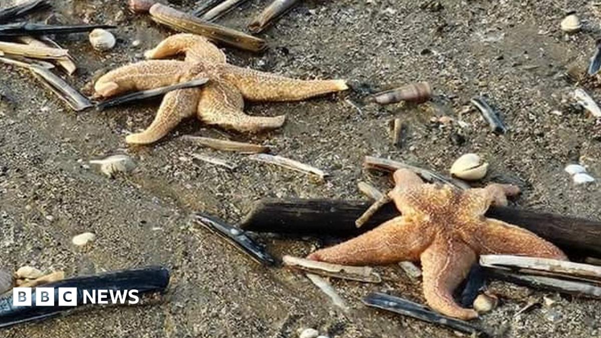 Hundreds of starfish stranded on beaches in Prestatyn and Rhyl - BBC News
