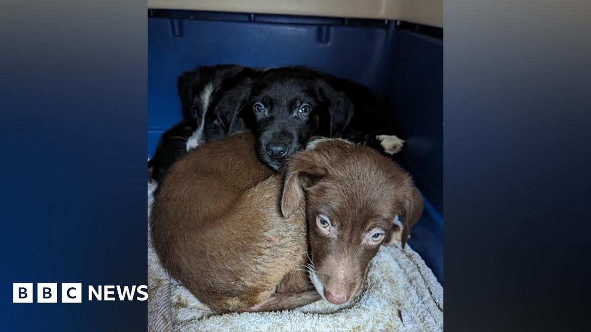 Dogs rescued from squalid conditions in Tarleton - police - BBC News