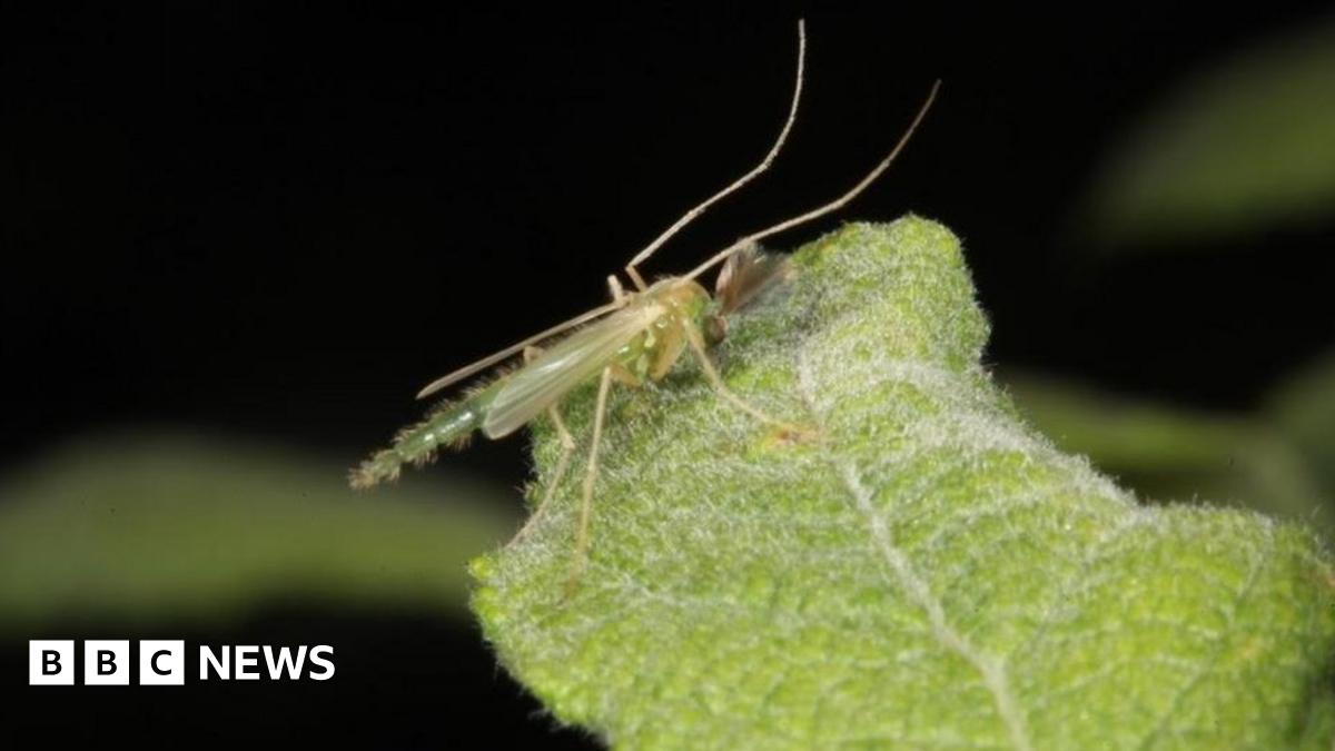 Scotland's non-biting midges - BBC News