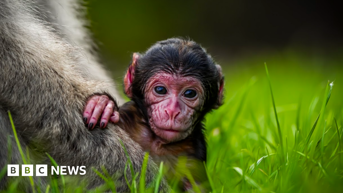 Endangered monkeys born at Staffordshire wildlife park - BBC News