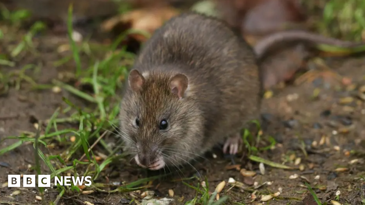 Strabane: Residents call for urgent action over rat problem - BBC News