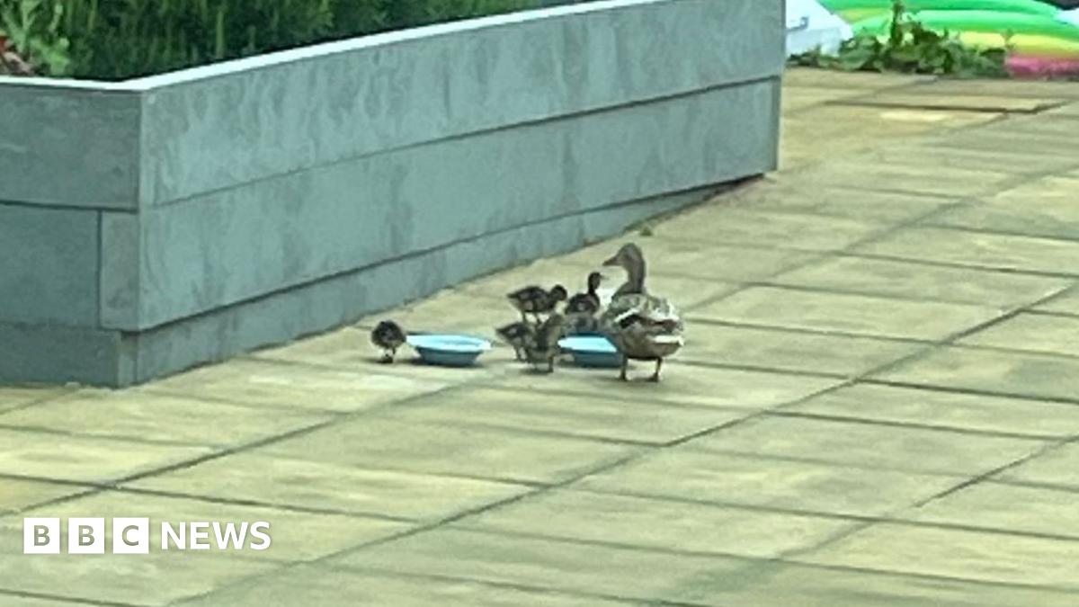 Visiting ducks prove popular at Nottingham hospital - BBC News