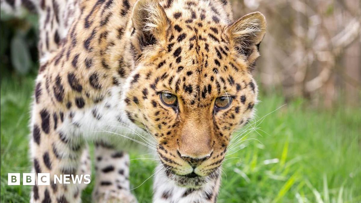 Smarden: Oldest leopard at animal sanctuary dies - BBC News