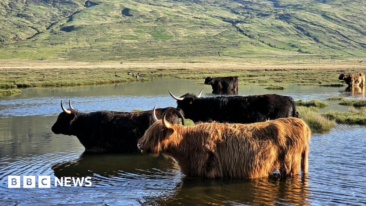 The binman with picture perfect views of Mull and Iona - BBC News