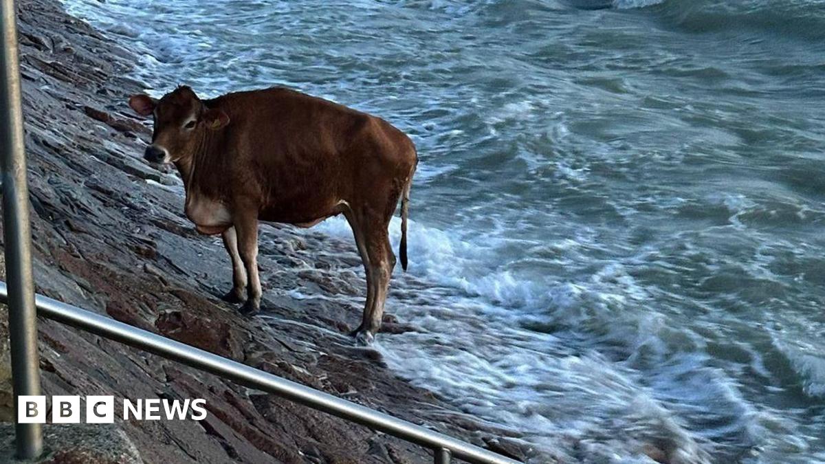 Thirteen cows rescued after being stranded at sea in Jersey - BBC News