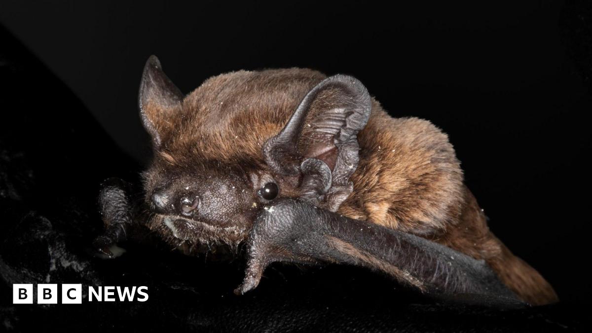 Rare bat found in Jersey bathroom - BBC News