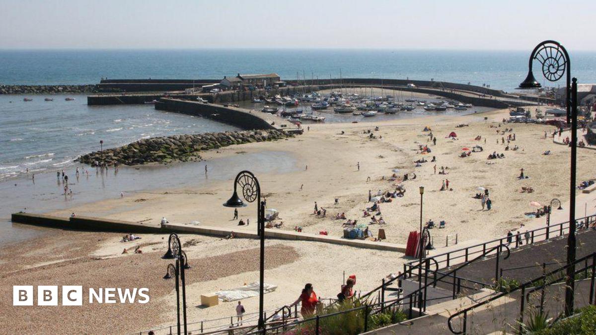 Gull killed in Lyme Regis spade attack, RSPCA says - BBC News