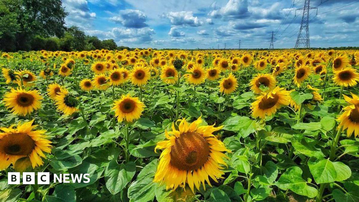 Our favourite images of the week from Kent - BBC News