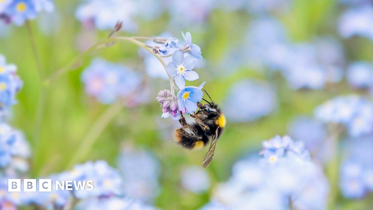 Londoners asked to count city's pollinating insects for survey - BBC News