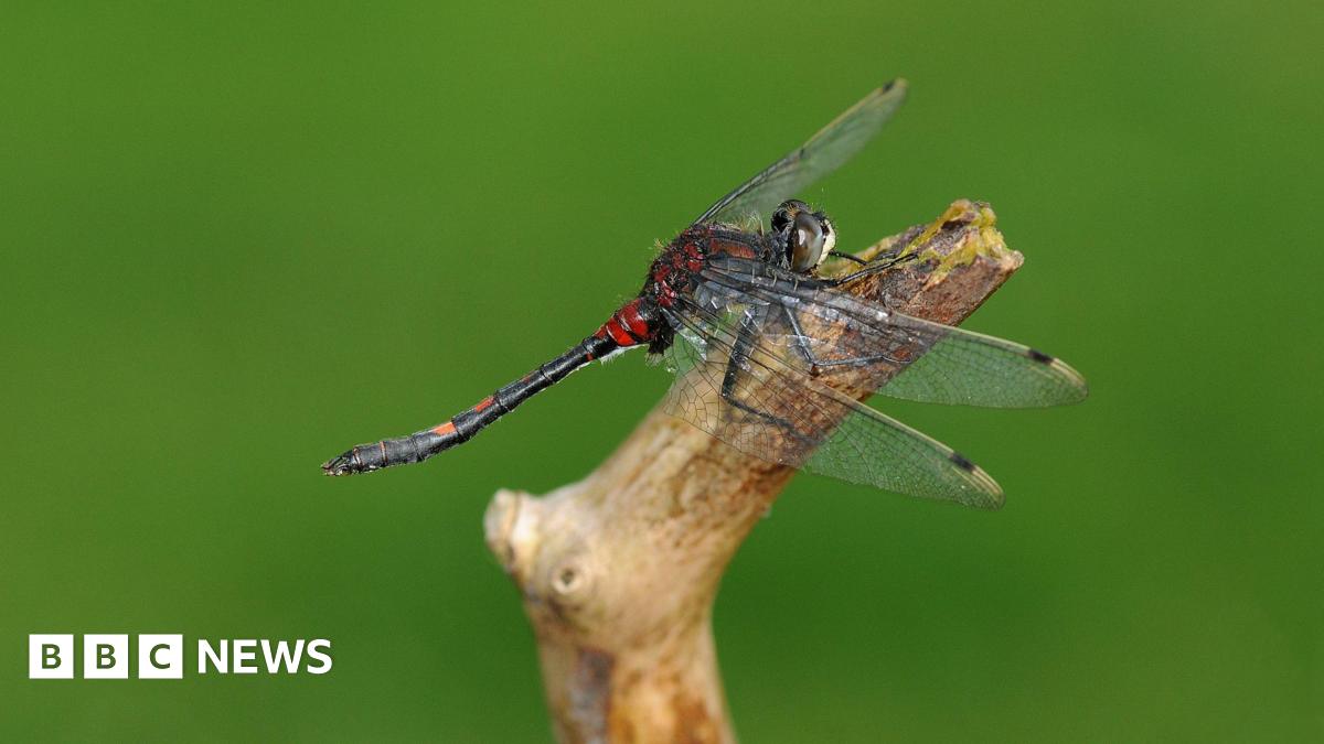 Rare dragonflies spotted as RSPB Campfield Marsh awarded title - BBC News