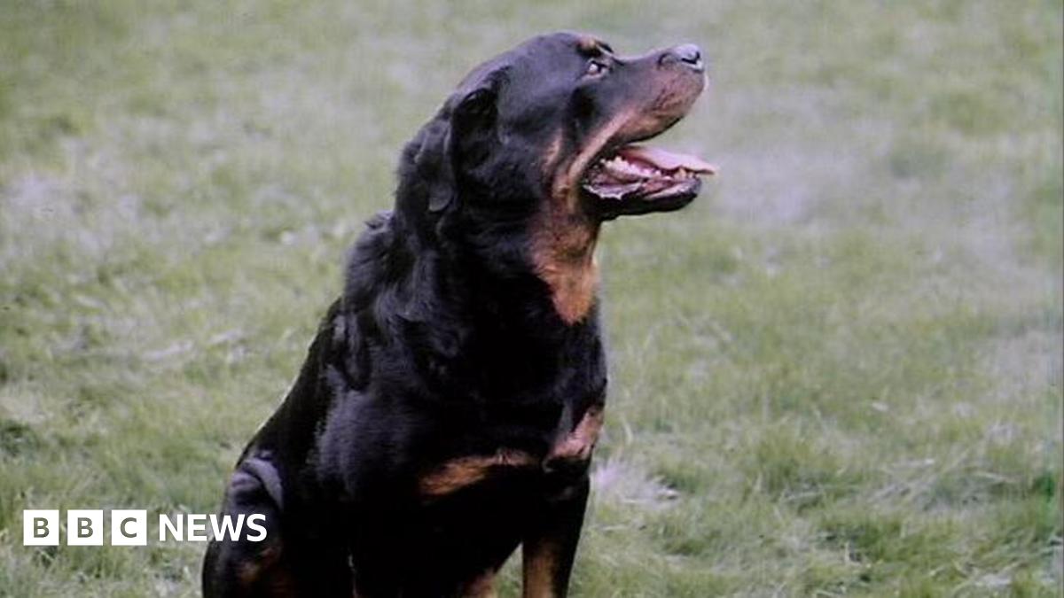 Bournemouth: Rottweiler attack leaves woman needing stitches - BBC News