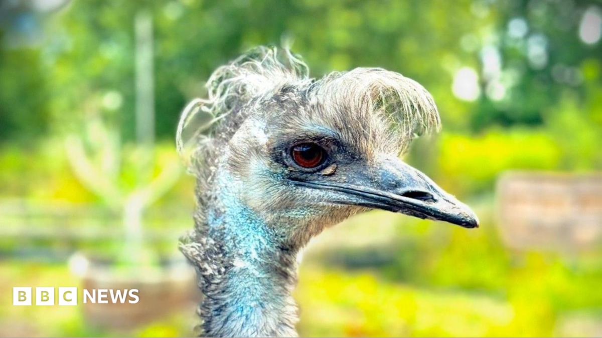 'Star' emu to be culled in bird flu outbreak at Happy Pants in Kent ...