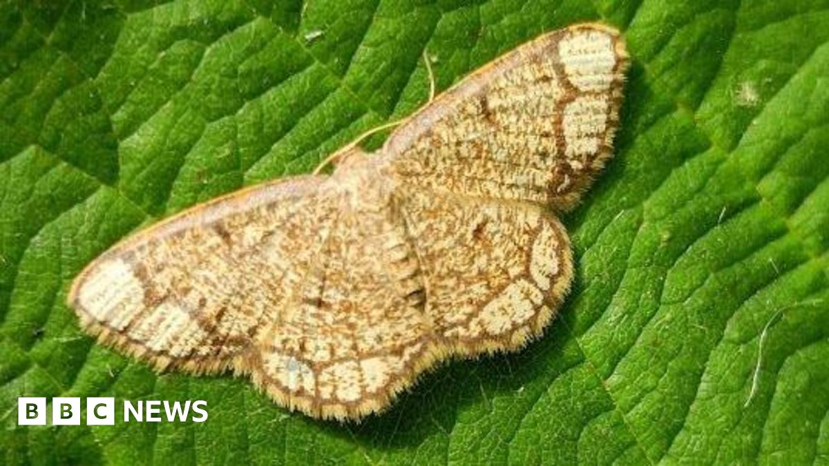 Graffham Down: Rare moth spotted in West Sussex for first time - BBC News