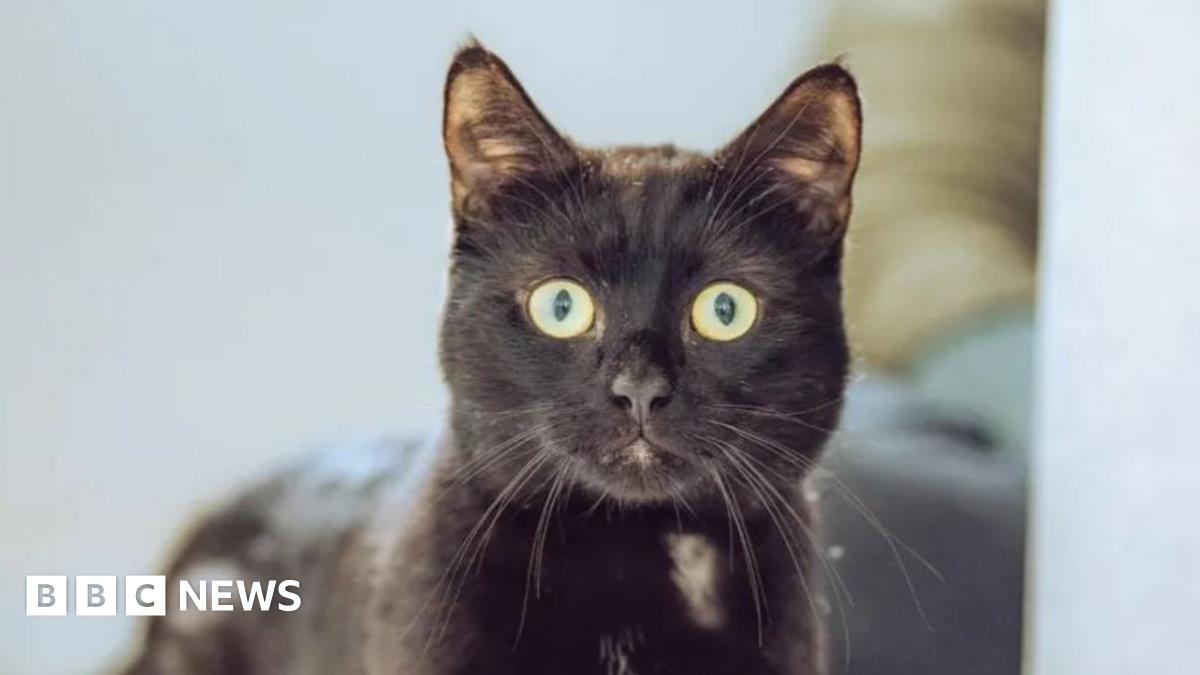RSPCA rescue cat is living the high life in new flat - BBC News