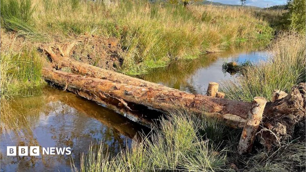 Storm Arwen-damaged trees used in Aberdeenshire river project - BBC News