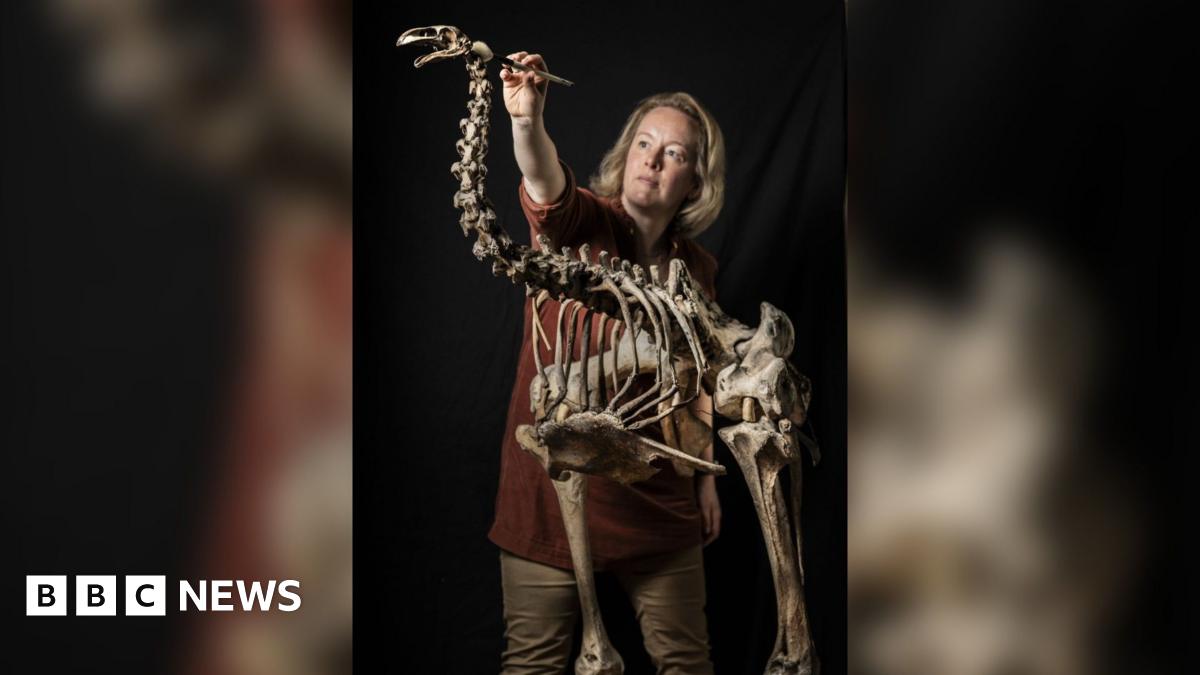 Clean bill of health for Leeds Museum's giant bird skeleton - BBC News