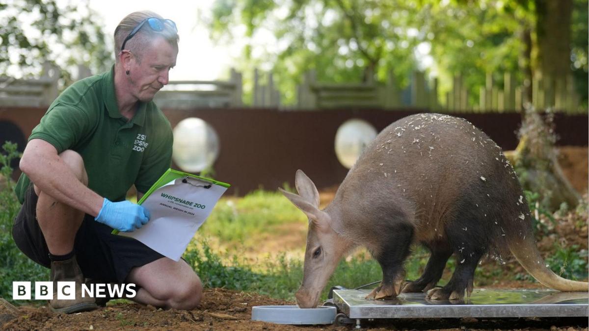 Astronomy, athletes and an aardvark: Photos of the week - BBC News