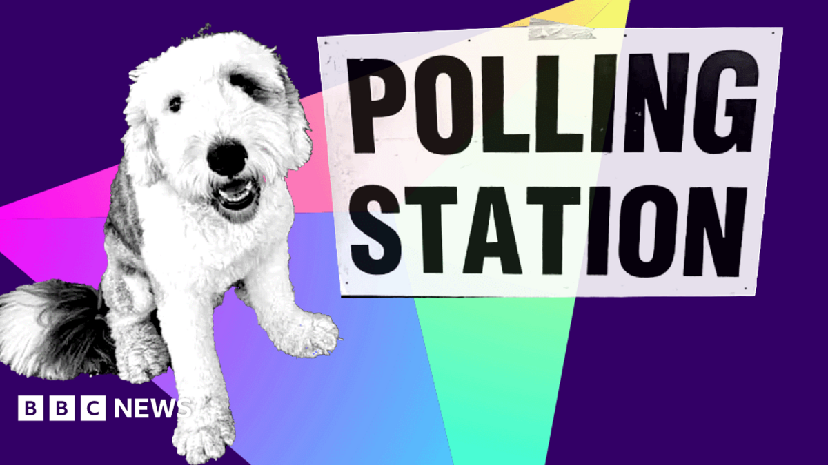 Polling station pets include dogs, horse and snake - BBC News