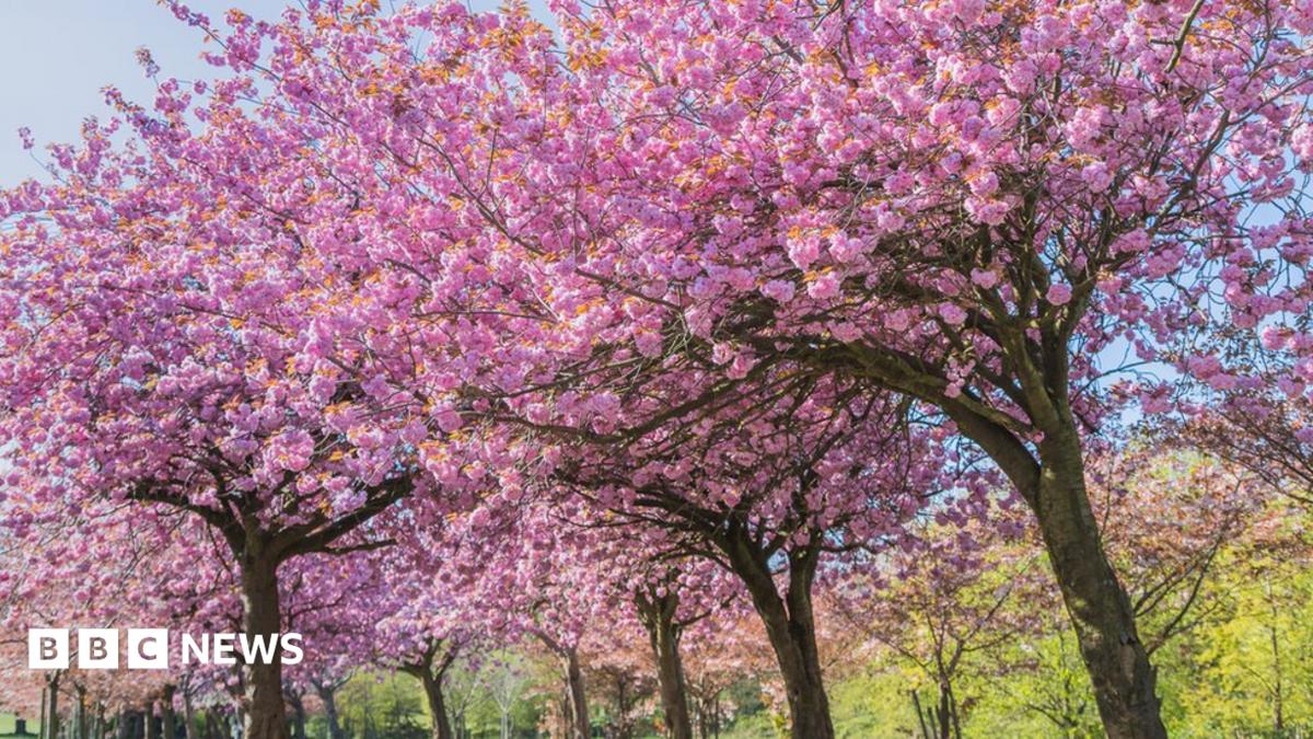 Cherry trees planted in Warwick for twin town anniversary - BBC News
