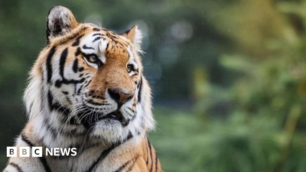 Woburn Safari Park: Elton the tiger put to sleep after illness - BBC News
