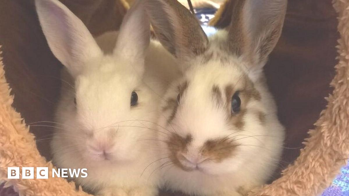 Bristol Animal Rescue Centre 'overwhelmed' by rabbits - BBC News